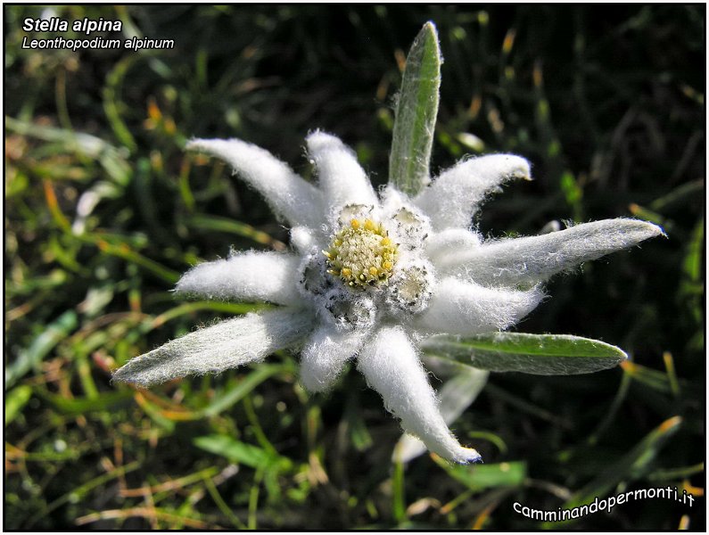 Flora/Stella alpina -2-